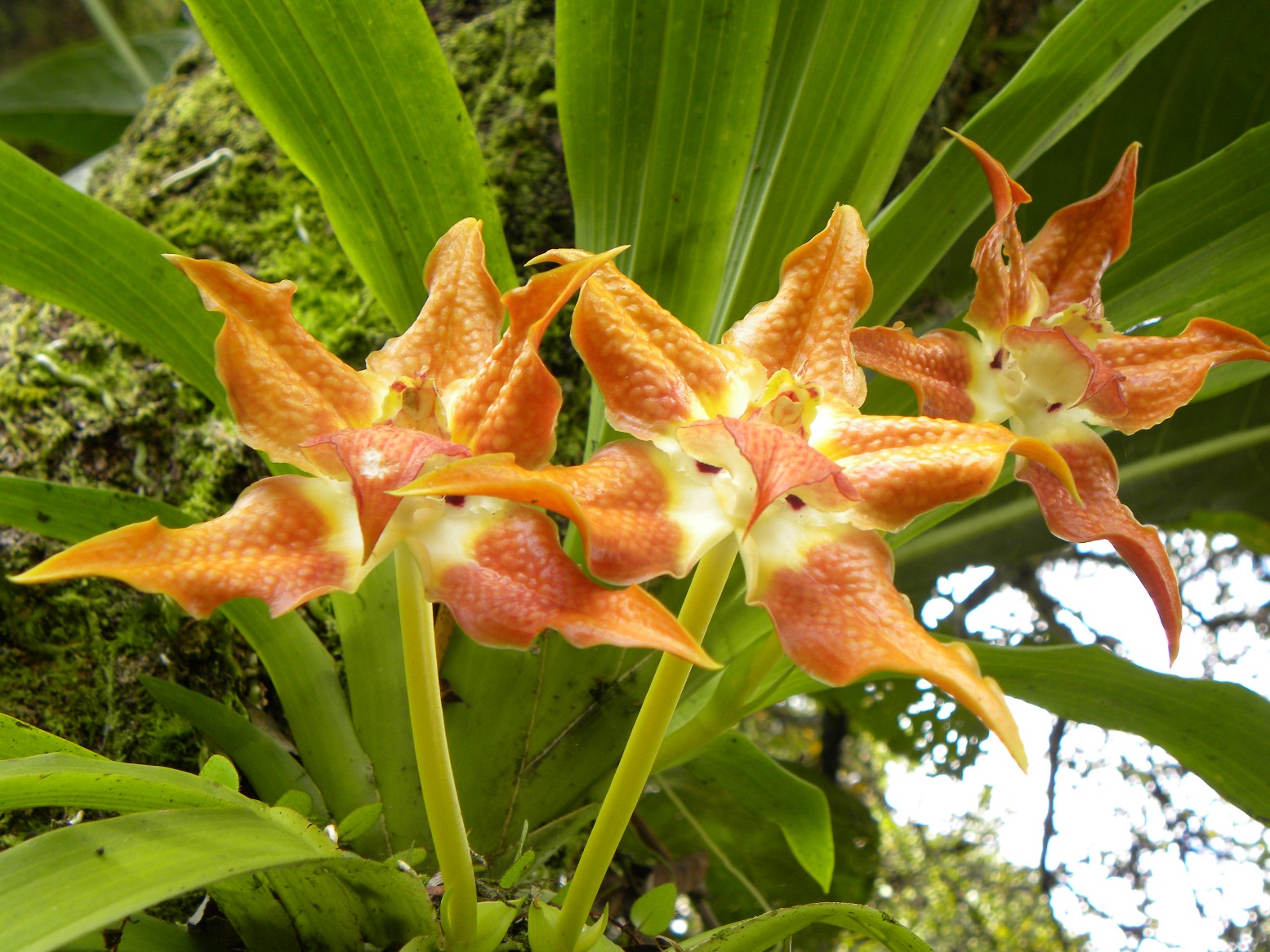 Le Costa Rica : paradis de la faune et de la flore | Passion Monde